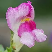 Cveće Zevalica - mešavina - Antirrhinum majus - seme 2129