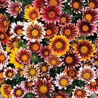 Baštensko cveće Gazanija - mešavina - Gazania splendens hyb. 3470