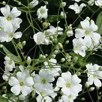 Baštensko cveće Šlajer - beli - Gypsophila elegans. 3665