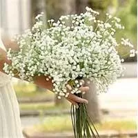 Seme za cveće Šlajer - dvogodišnji, beli - Gypsophila paniculata 3675