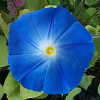 Seme za cveće Ladolež Heavenly Blue - Ipomoea purpurea 3812