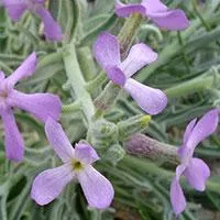 Seme za cveće Noćna frajla - mešavina - Matthiola bicornis - 3920