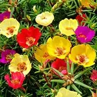 Seme za cveće Prkos jednostruki - mešavina - Portulaca grandiflora - 4828