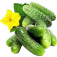 Seme za Krastavčiće Levina - Cucumis sativus L. 673