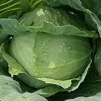 Povrće - seme - Kupus Slava - Brassica oleracea var. capitata L.- 42