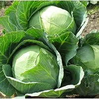 Povrće - seme - Kupus Ditmar - Brassica oleracea var. capitata L.- 31