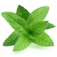 Pitoma nana - Mentha piperita - seme 1087