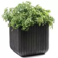 Curver Velika saksija za cveće Cube Planter M 21.5L