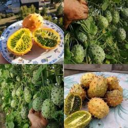 Kiwano semena 120 semena 1000 rsd