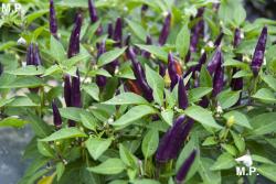 Chili purple