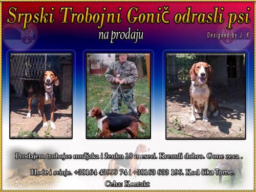 Srpski Trobojni Gonič