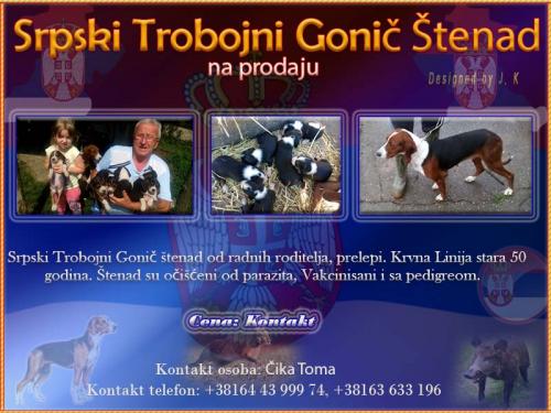 Srpski Trobojni Gonič