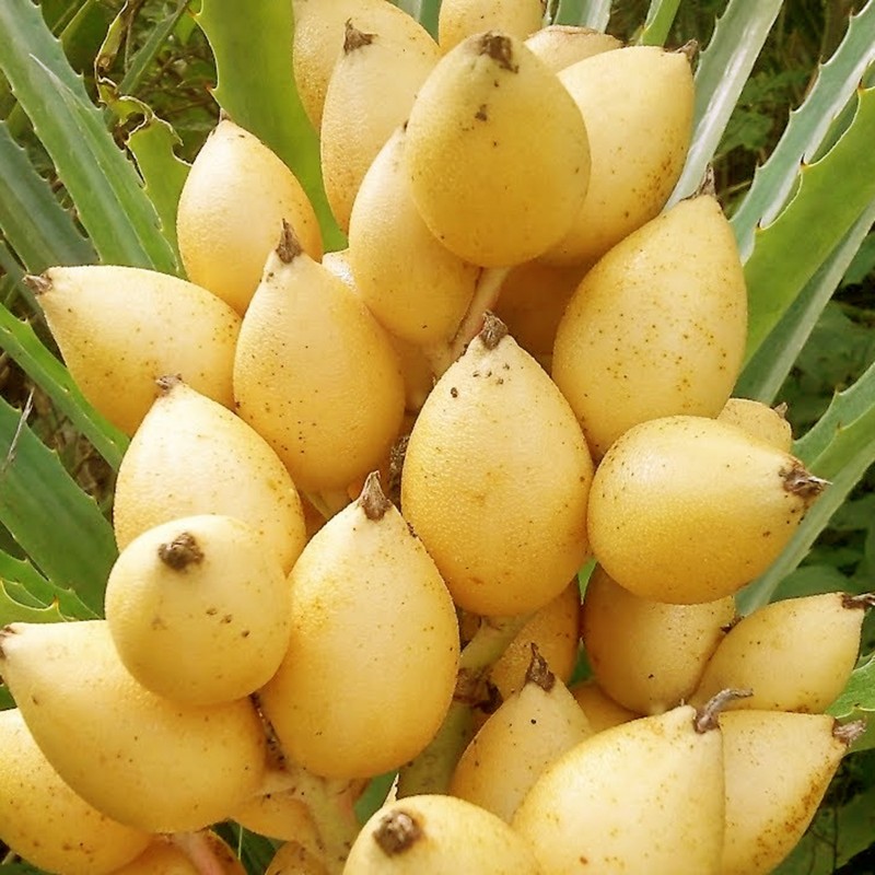 Seme divljeg ananasa (Bromelia pinguin)