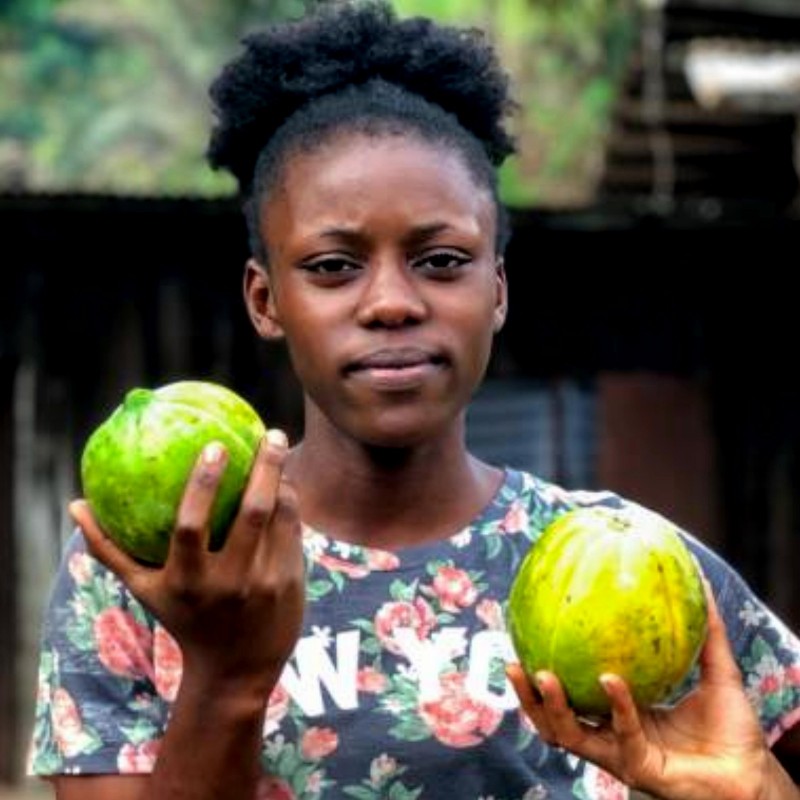Super retka Carica papaja seme Gabonska Dinja