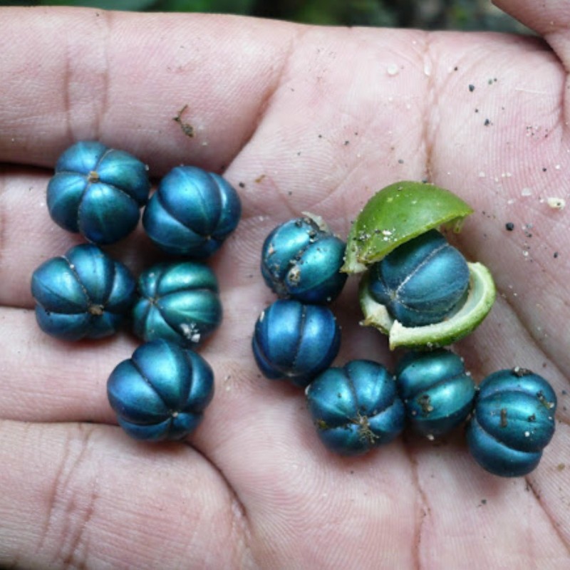 Bastard hogberry seme (Margaritaria nobilis)