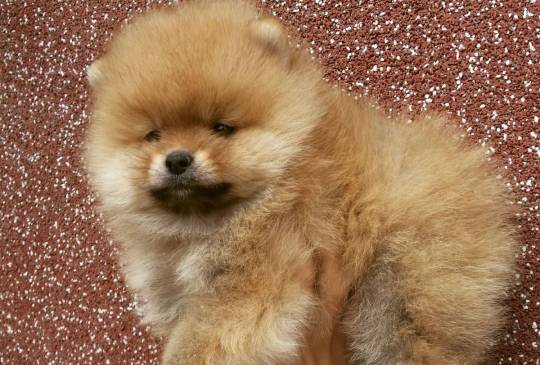 Pomeranac boo