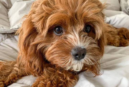 cavapoo