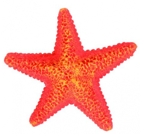 Morska zvezda 9cm