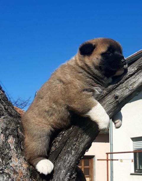 Američka Akita, štenci