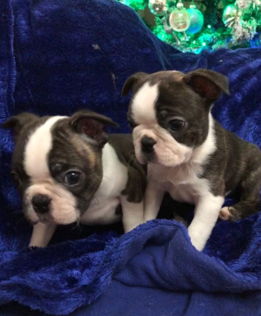 Boston Terrier puppies