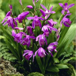 Bletila striata - Spoljna orhideja