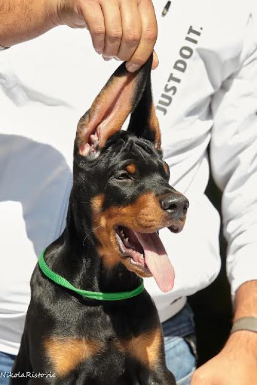 Doberman štenci