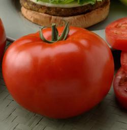 Jabucar-domaci paradajz