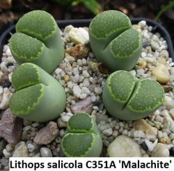 Lithops salicola /C351A Malachite/ - 20 semenki