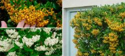 Pyracantha - Pirokanta vatreni grm zuta (seme)