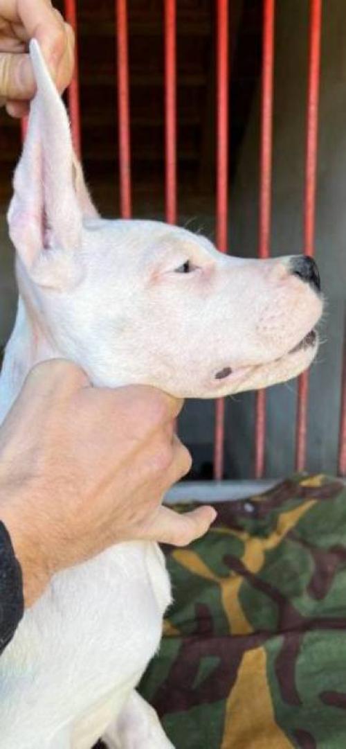 Dogo Argentino, štenci