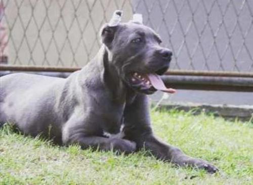 Kane Korso (Cane Corso), mužjak