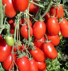 SLJIVAR-stari dobri paradajiz