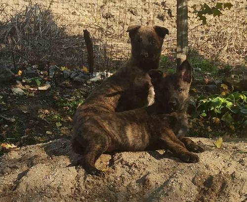 Stenci MIXA crne malinoe i holandskog ovcara