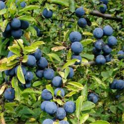 Trnjina - Prunus spinosa (seme)