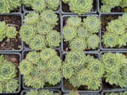 Sempervivum 05