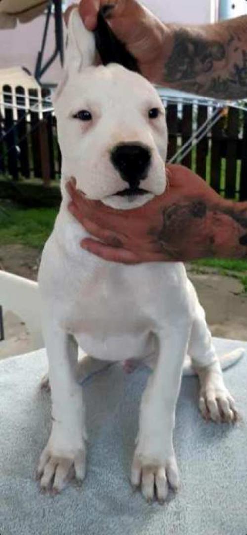 Dogo Argentino, štenci odg. KENNEL TROKUT