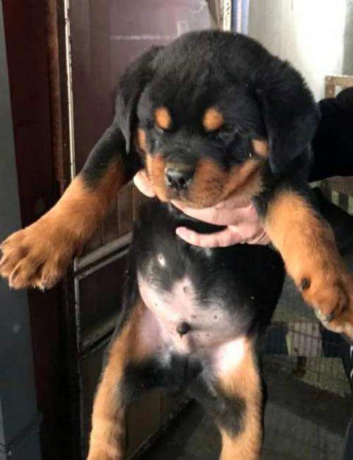 Rottweiler, štenci