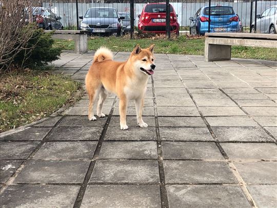 Šiba inu za parenje, odrastao pas