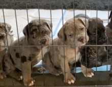 Štenci cane corso.