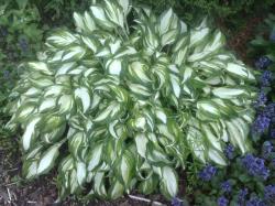 HOSTA UNDULATA - SARENOLISNA -