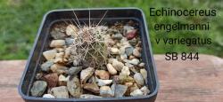 Zimootporni Kaktus Echinocereus engelmanni v variegatus SB 844