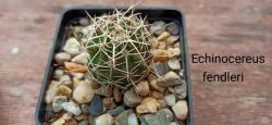 Zimootporni Kaktus Echinocereus fendleri