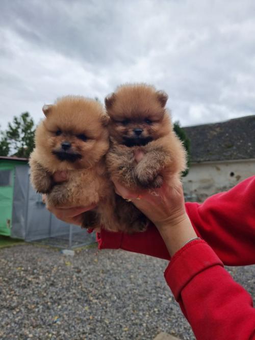 bebe POMERANCA odlicnog kvaliteta