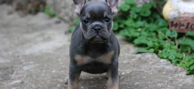 Francuski buldog štenci