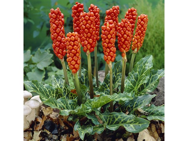 Arum italicum (veliki kozlac), sadnica