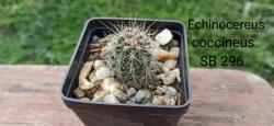 Zimootporni Kaktus Echinocereus coccineus SB 296