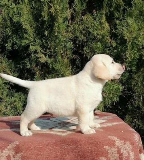 Štenci labrador retrivera