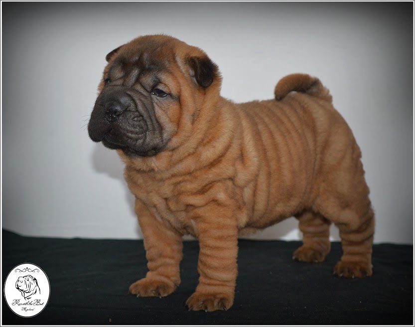 Shar Pei izvanredno leglo