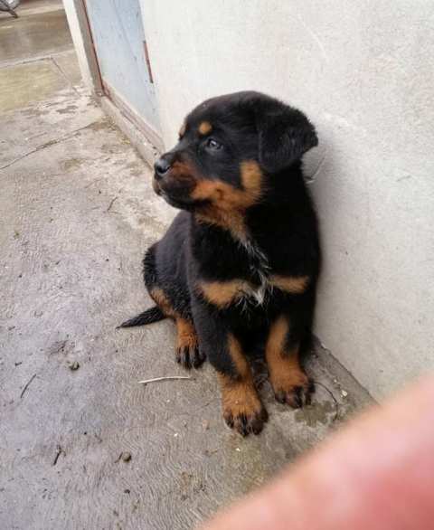 Rottweiler, muško štene