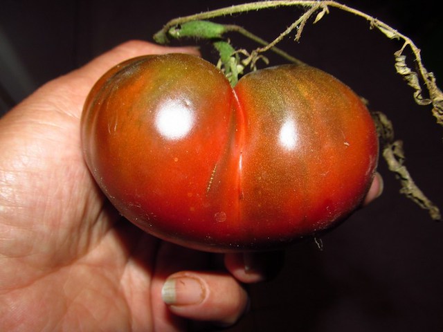 Cuban black paradajz, seme 10 komada